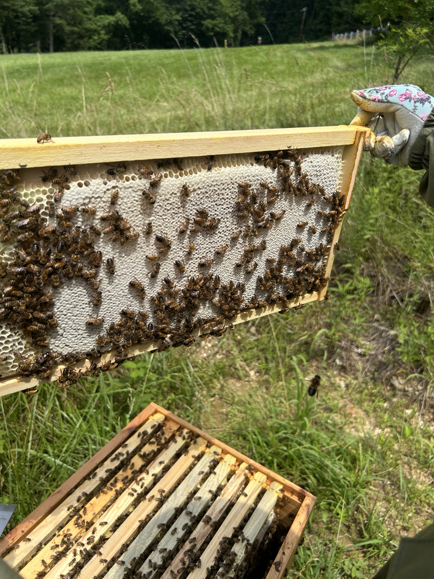 Hive Happenings – Pollen Patch Bee Farm